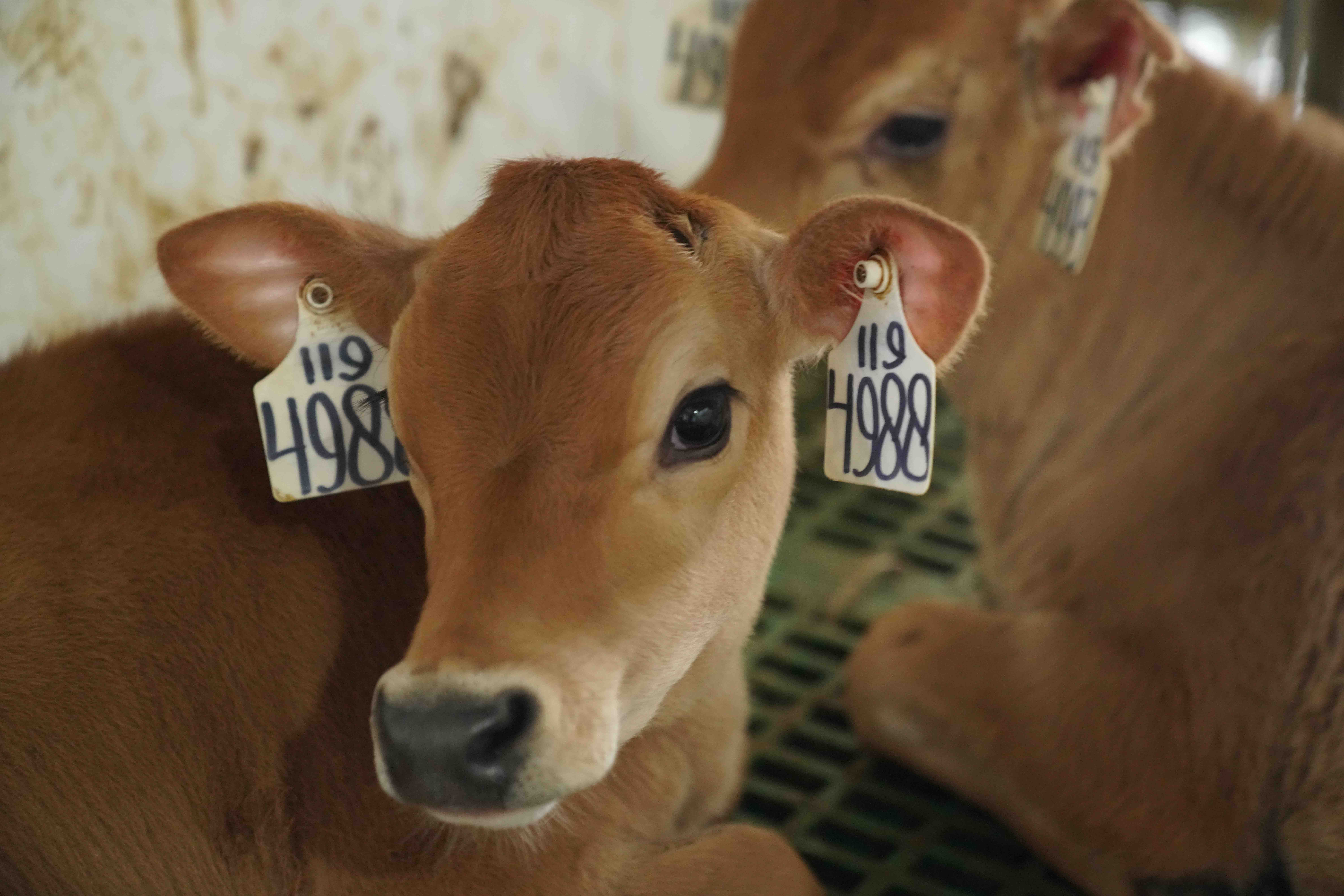 Kenapa Sapi Jersey jadi Penghasil Susu Terbaik?