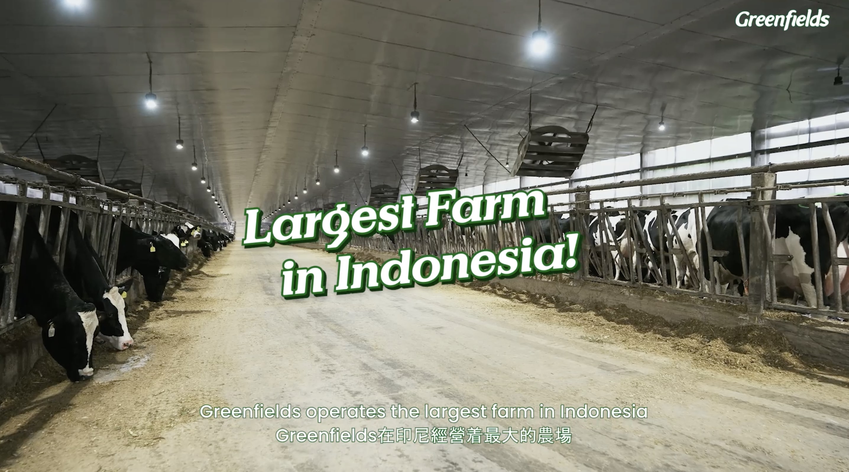 What is special about Jersey Milk? (SG)